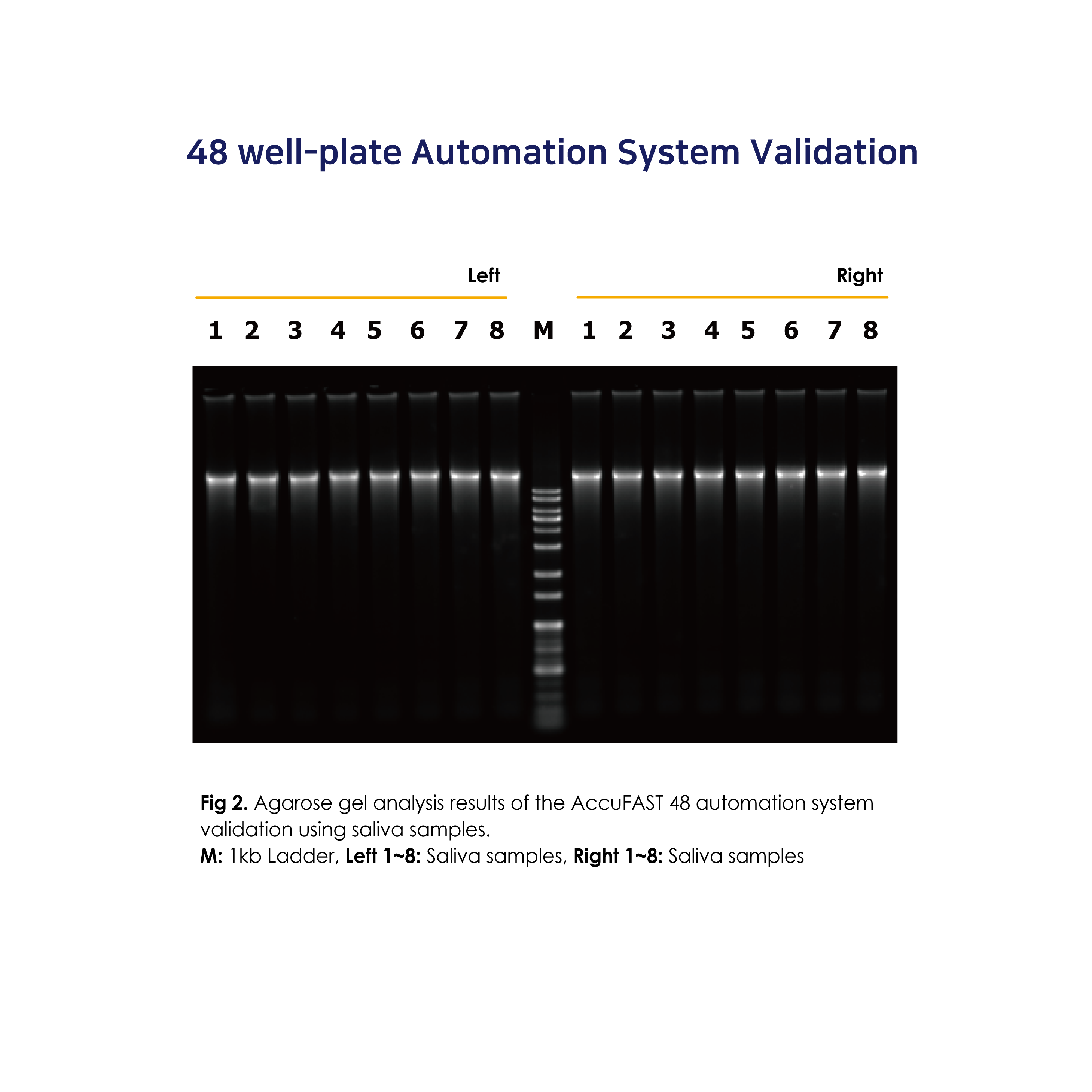 AccuFAST Automation Machine – 어큐진 – accugene