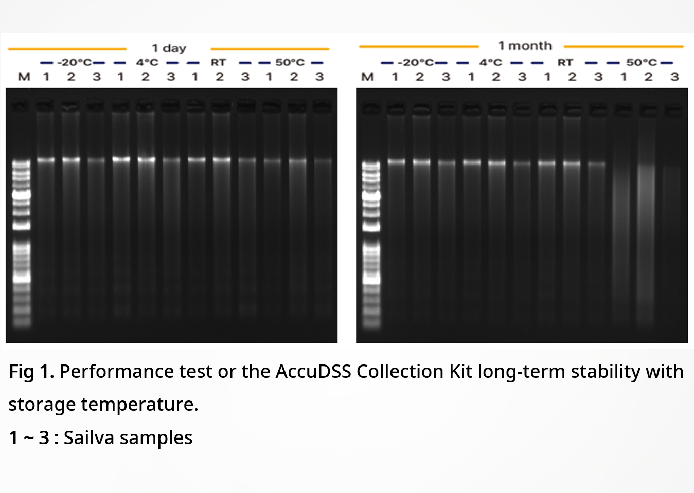 AccuDSS Collection Kit – 어큐진 – accugene